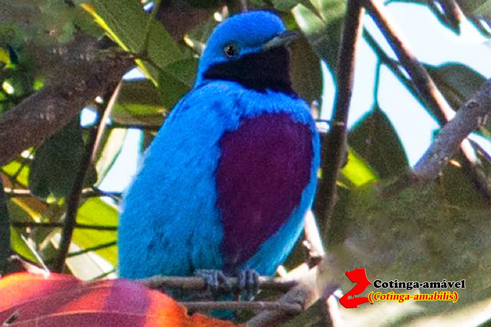 Zoologia: ESPÉCIE: Cotinga-amável (Cotinga amabilis)